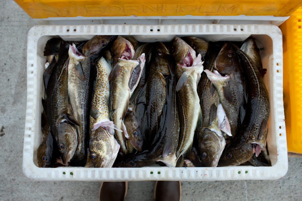 Mixed box in ICES advice on Baltic fishing opportunities for 2022 – FishSec
