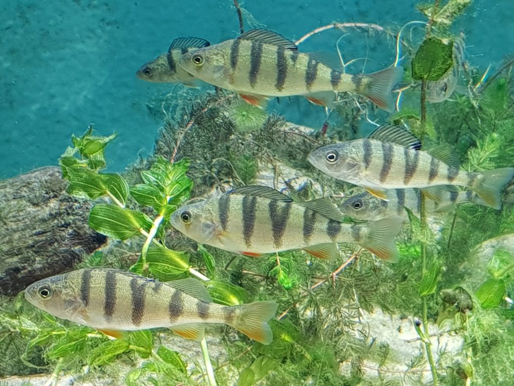 More fish in Swedish lakes, marine populations in decline – FishSec