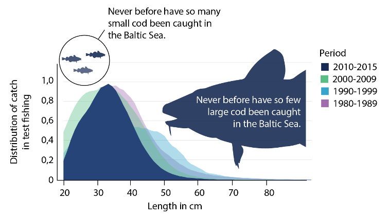 Baltic cod – FishSec