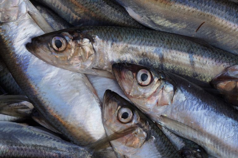 National monitoring programme to include genetic diversity in fish ...