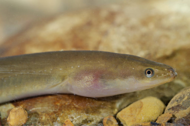 European eel – FishSec
