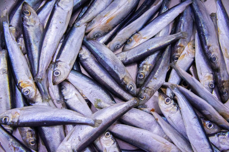 The importance protecting small pelagic fish in European seas – Forage ...
